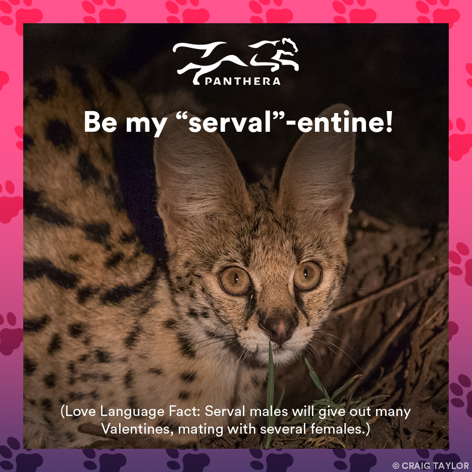 Be My VaLIONtine: Send Your Valentine a Cat Gram! | Panthera